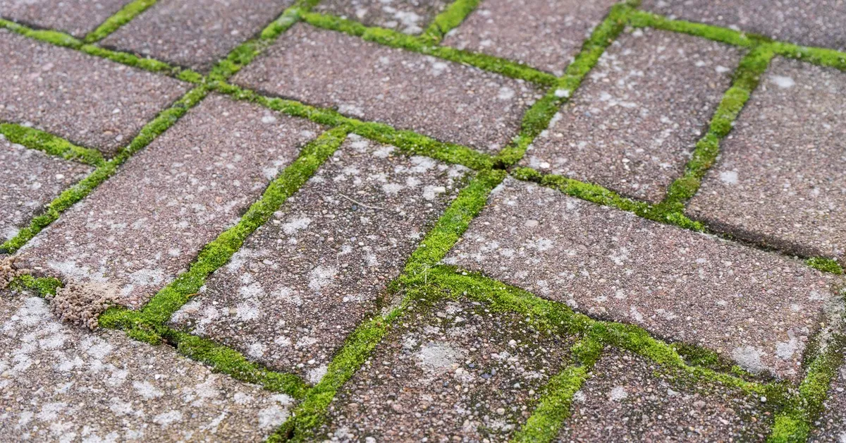 Comment se débarrasser du mousse facilement avec ces astuces - Mes Top ...