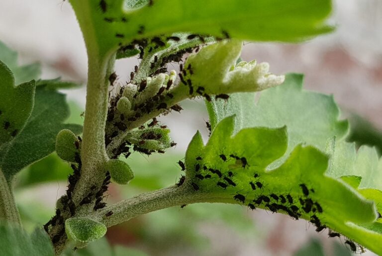Protégez vos plantes avec un anti-pucerons naturel et fait maison - Mes ...